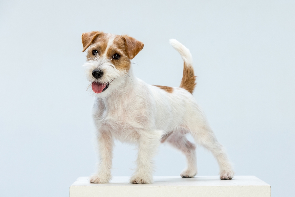 How Big Do Jack Russell Terriers Get? Vet-Verified Average Size, Weight ...