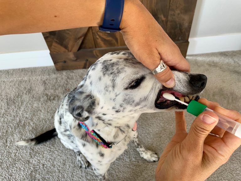 Know Your Pet DNA by Ancestry Review 2026: Our Experience Building Ragz ...
