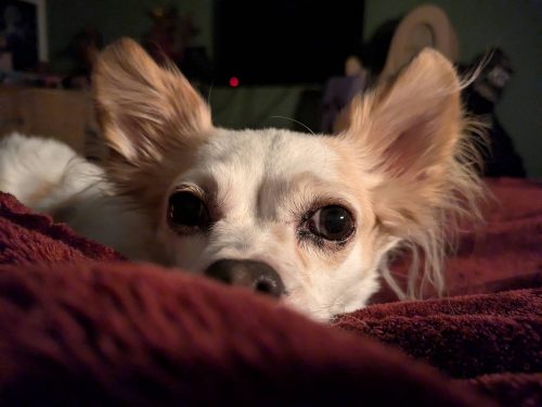 Pettable ESA Letter Review 2025: A Legitimate Way To Keep Fido Living ...