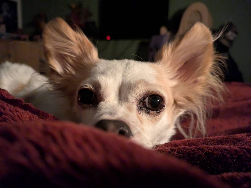 Pettable ESA Letter Review 2025: A Legitimate Way To Keep Fido Living ...