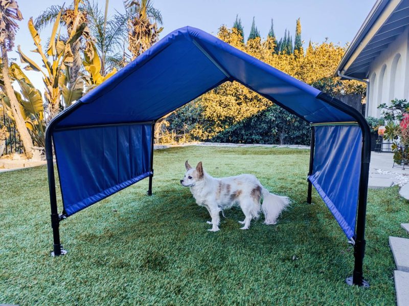 ShelterLogic Dog Shade Canopy Review 2026: Keeping Lorelei Cool in the ...