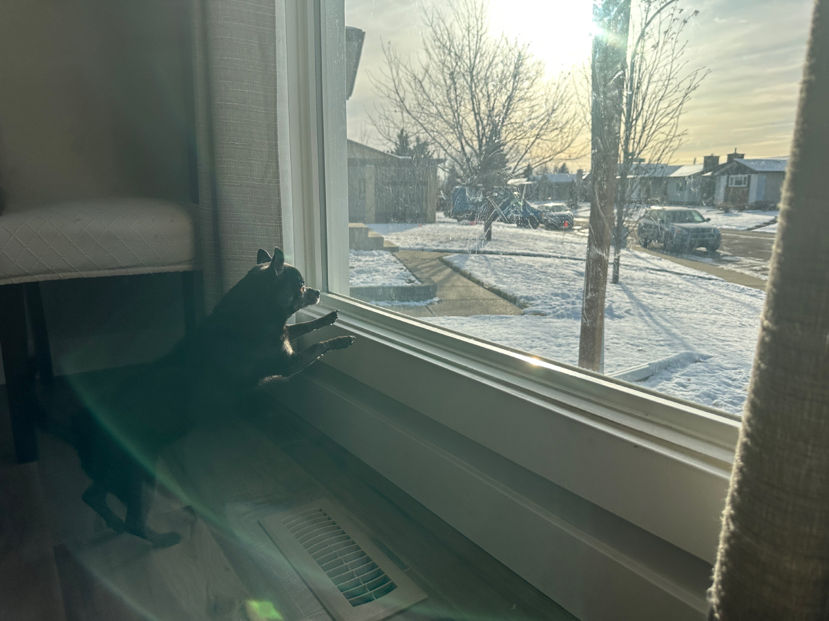 Subi the Daydreamer & Her Friends from a Distance – Dogster