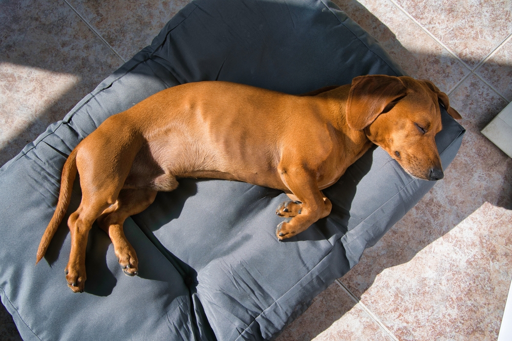 Why Does My Dog Sleep With Me? 5 Usual Reasons & Vet-Verified ...