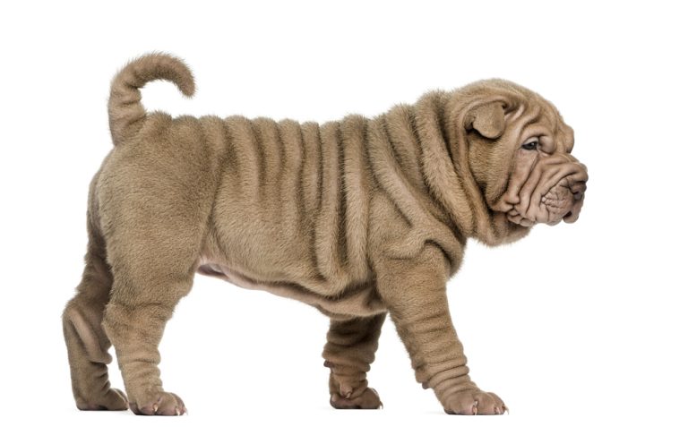 Shar-Pei Colors: 20 Coat Colors Explained (With Pictures) – Dogster