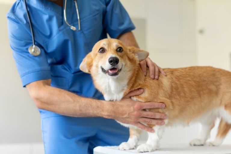 How Does Allergy Testing in Dogs Work? Our Vet Explains – Dogster