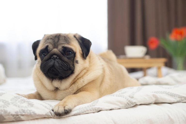Fawn Pug: Info, Pictures, History & Origin – Dogster