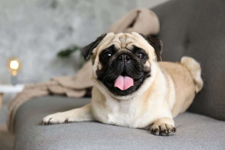 What Were Pugs Bred For? Their Origins & History Through the Ages – Dogster
