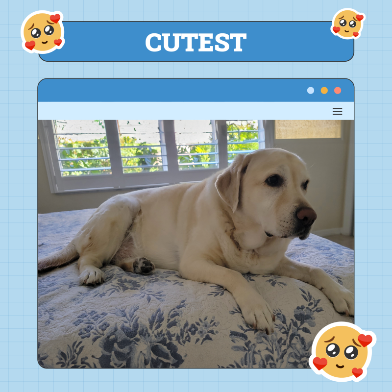 Dogster Photo Contest: Dogs of the Week Winners (December 12, 2024 ...