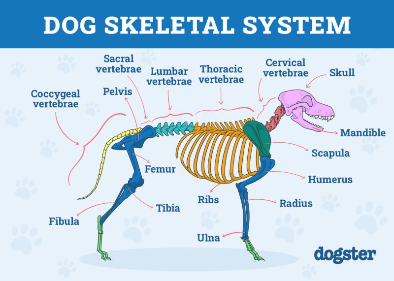 How Many Ribs Do Dogs Have? Vet-Approved Anatomy Facts & Info – Dogster