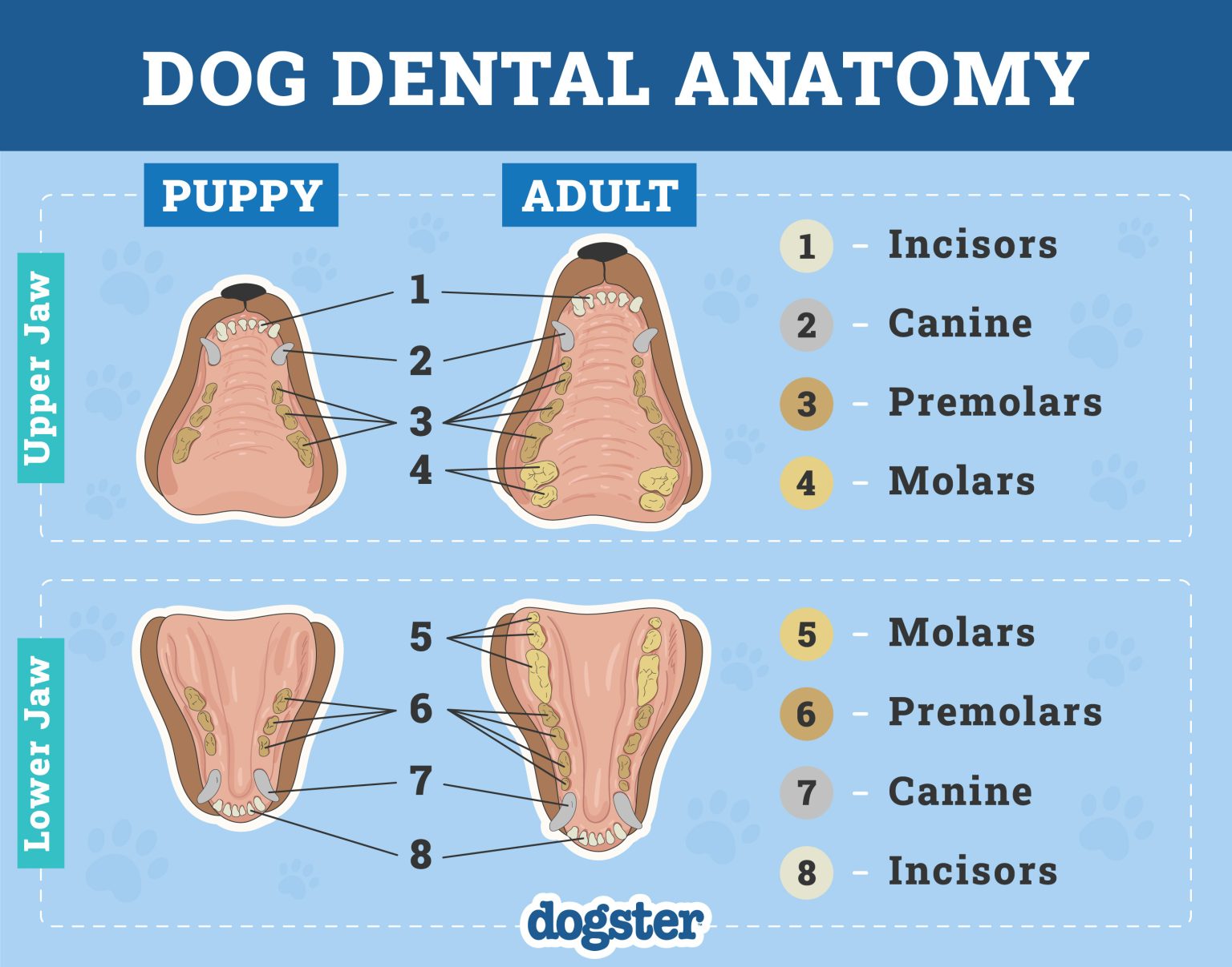 Dog Anatomy 101: Understanding Your Dog’s Body (Vet Answer) – Dogster