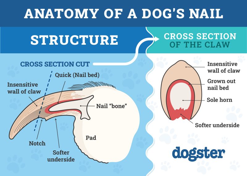 How to Treat Your Dog’s Broken Nail: Vet-Explained Step-By-Step Guide ...