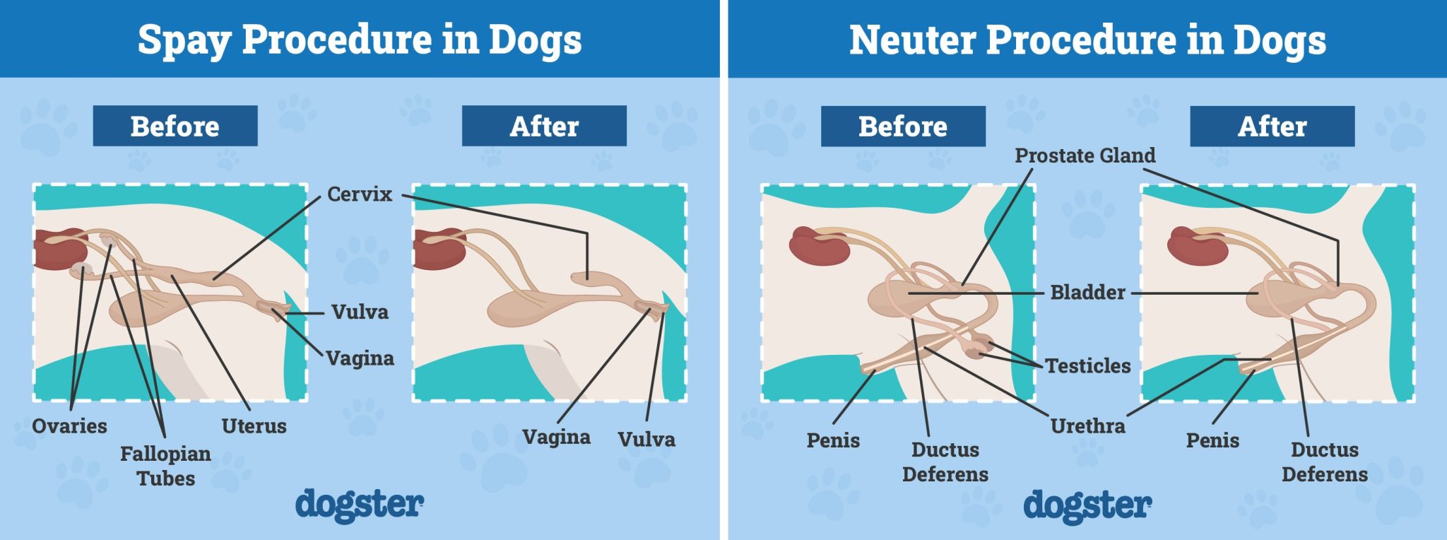 How Much Does It Cost to Spay or Neuter a Dog at PetSmart? 2025 Price ...