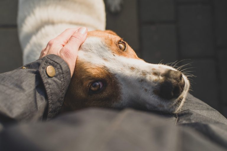 Can Dogs Tell When You're on Your Period? Vet-Verified Senses ...
