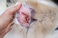 Ear Dermatitis In Dogs: Our Vet Explains the Signs, Risks & Treatment ...