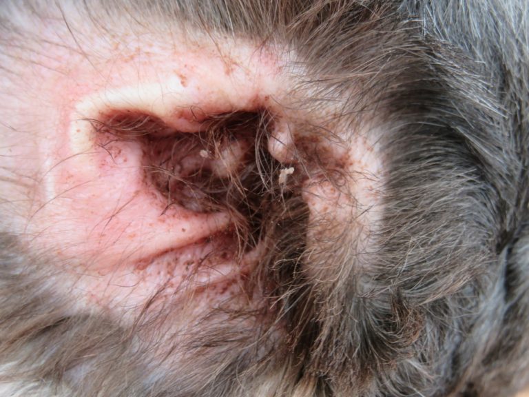Ear Dermatitis In Dogs: Our Vet Explains the Signs, Risks & Treatment ...