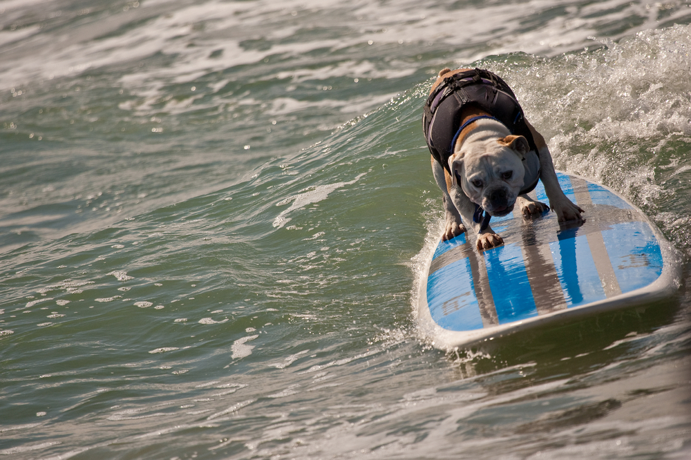 How to Teach Your Dog to Surf: Vet-Approved Tips, Instructions & FAQ ...