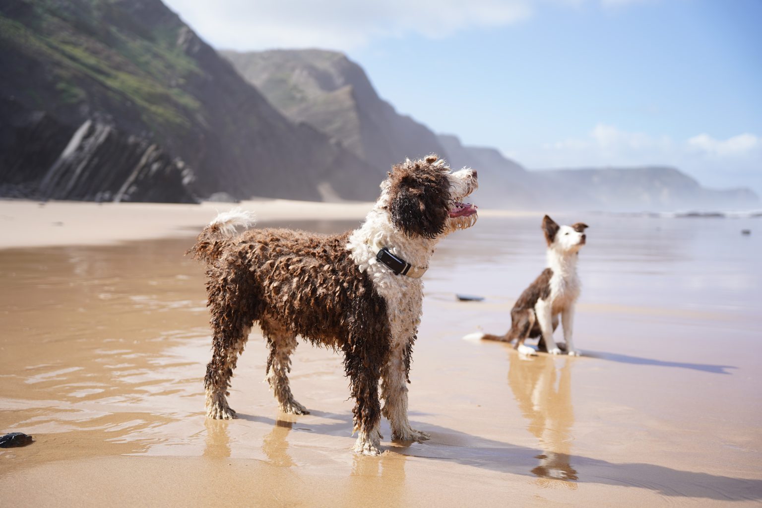 Tractive Unveils Next-Generation Dog Tracker with Health and Behavior ...