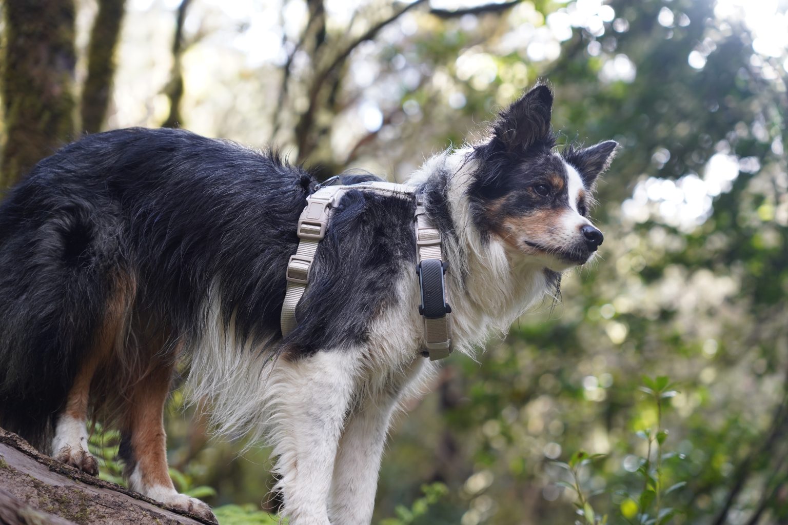 Tractive Unveils Next-Generation Dog Tracker with Health and Behavior ...