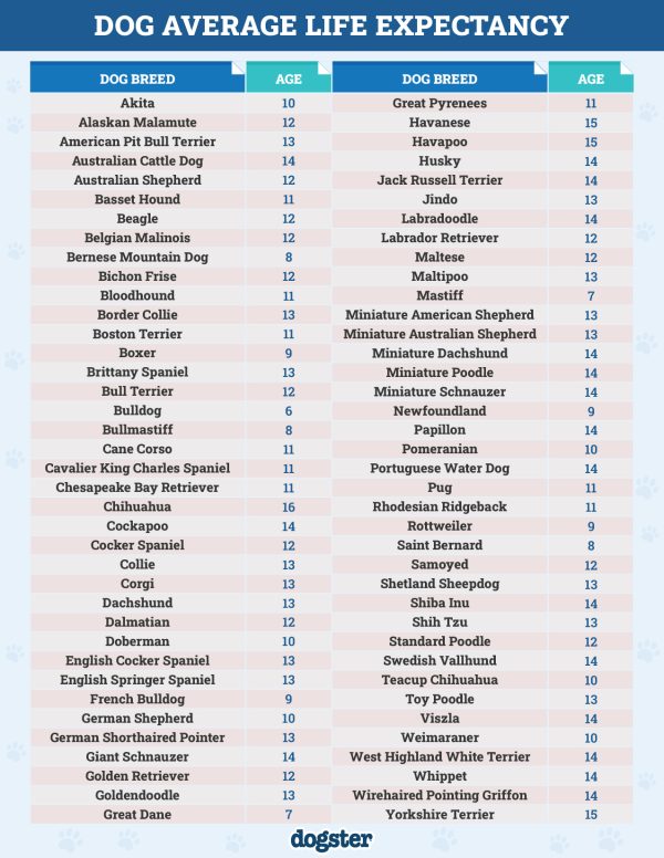 How Long Do Cocker Spaniels Live? Average Lifespan, Data & Care Guide ...