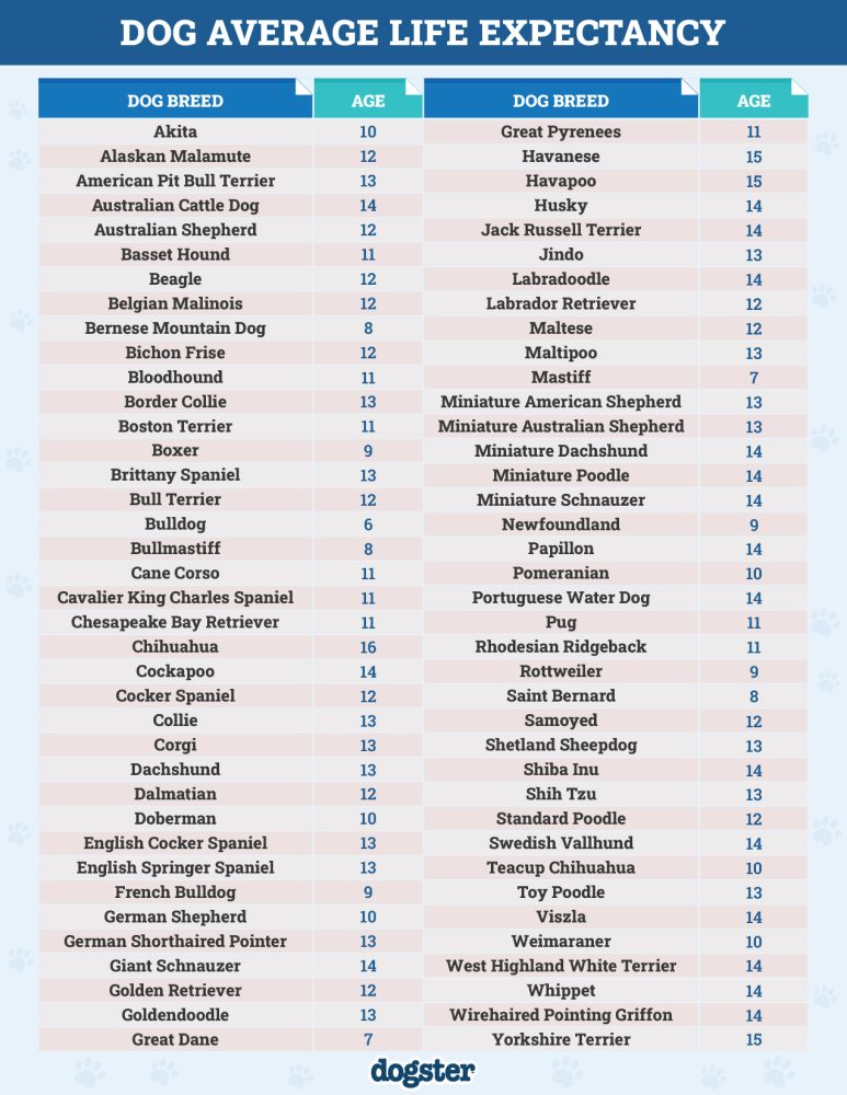 Rhodesian Ridgeback Lifespan: Facts & FAQ – Dogster