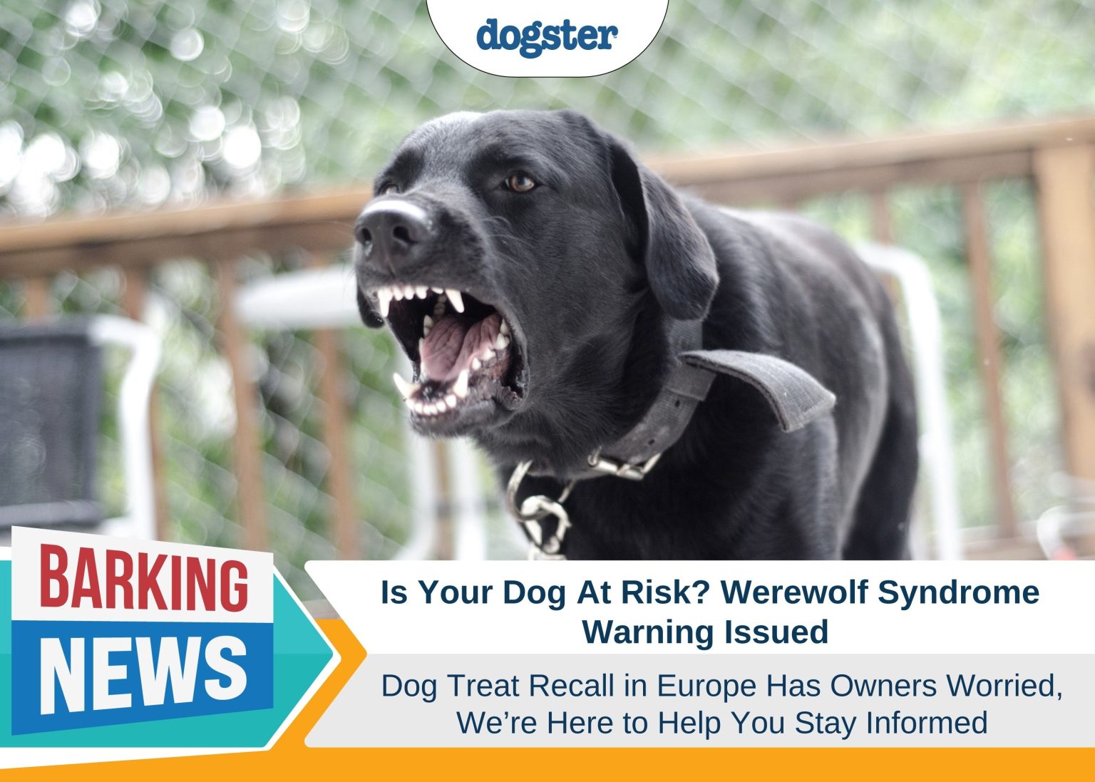 Is Your Dog At Risk? Werewolf Syndrome Warning Issued After Treat ...