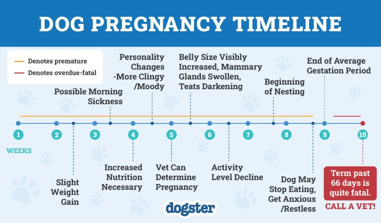 Dog Mating Guide: Cycles, Factors & Tips – Dogster