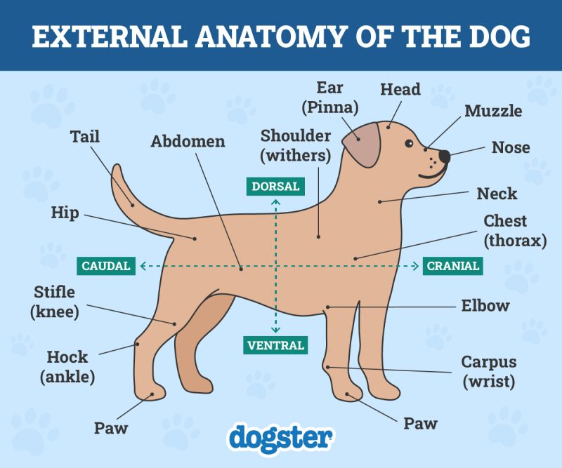 Dog Anatomy 101 Understanding Your Dog S Body Vet Answer Dogster