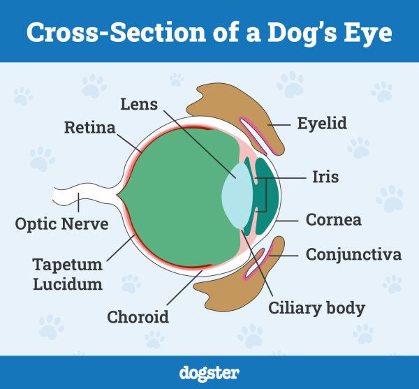 Why Are My Dog's Eyes Red? 13 Likely Reasons (Vet Answer) – Dogster