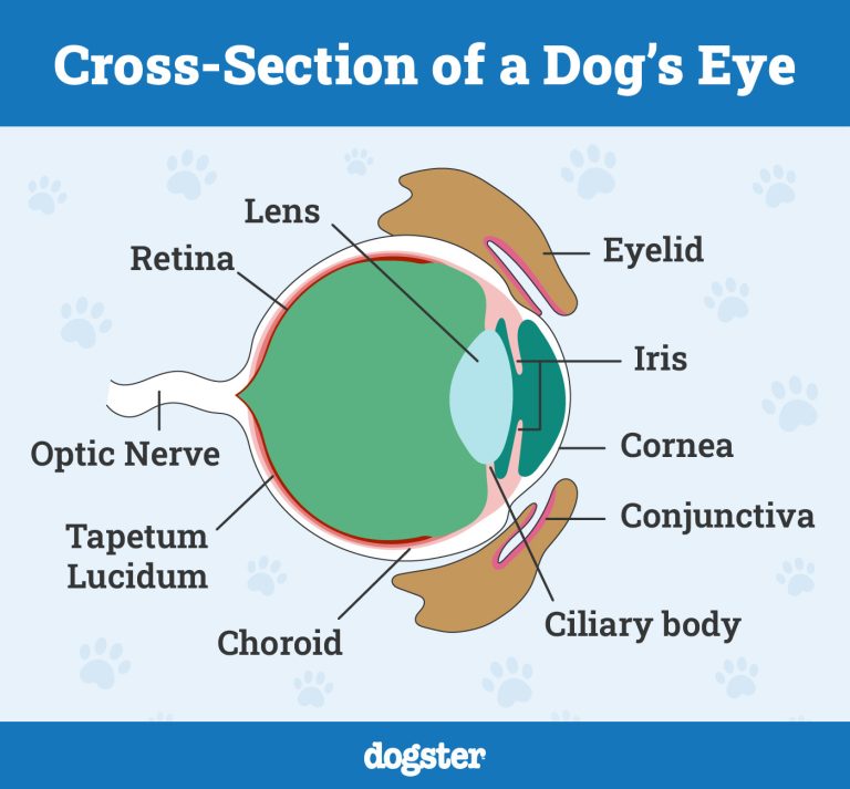 What Is Uveitis in Dogs? Symptoms, Treatments and More