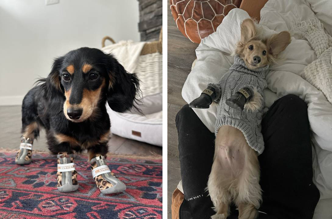 Winter Wienerland: Draper and Rue’s Snowy Adventures – Dogster