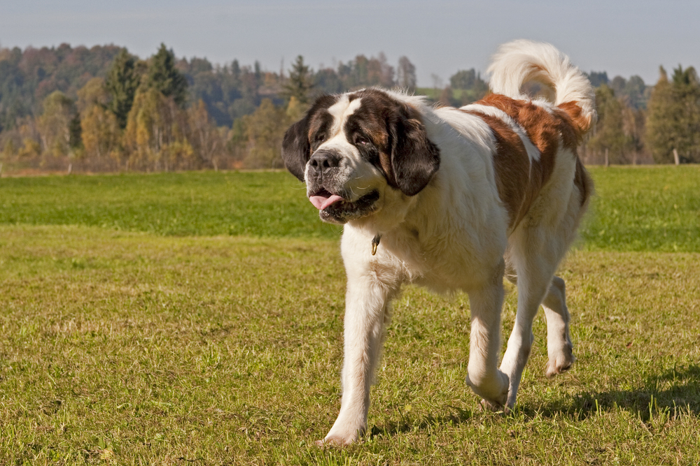 I’m Renaming Dog Breeds: Meet the Snorties, Yappers & Fluffballs – Dogster