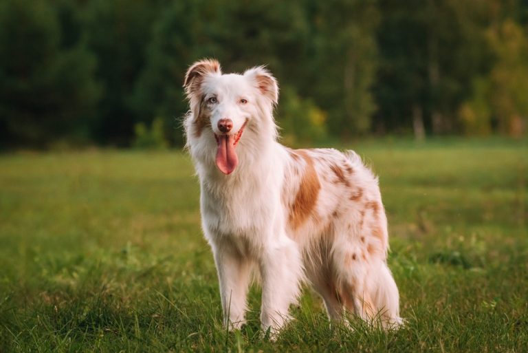 Dog Anatomy 101: Understanding Your Dog’s Body (Vet Answer) – Dogster