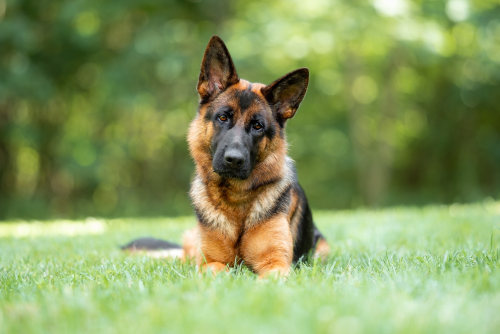 I’m Renaming Dog Breeds: Meet the Snorties, Yappers & Fluffballs – Dogster