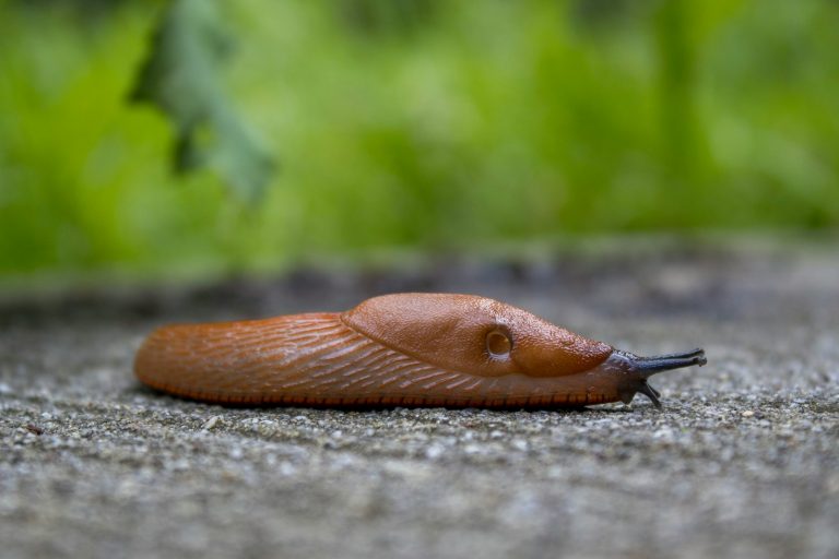 My Dog Ate a Slug: Should I Be Worried? (Vet Answer) – Dogster