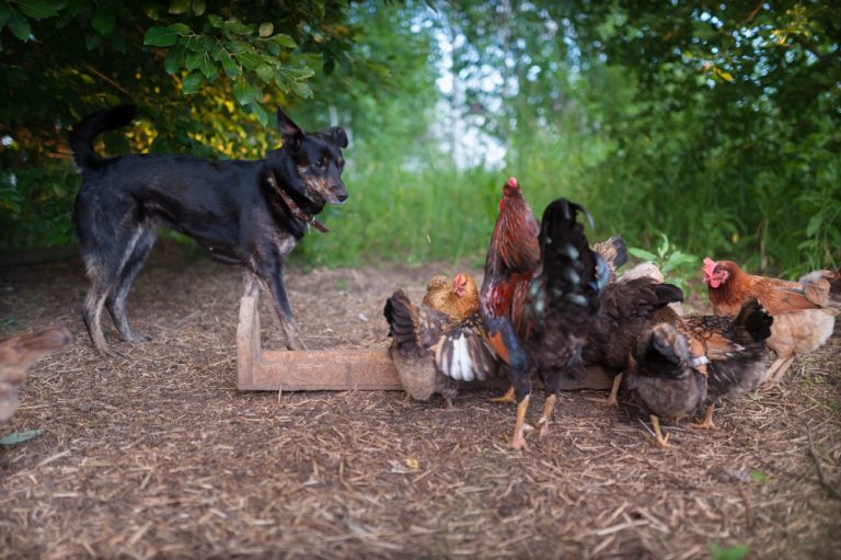 Can Dogs Get Bird Flu? Our Vet Discusses Signs, Causes & Treatment ...