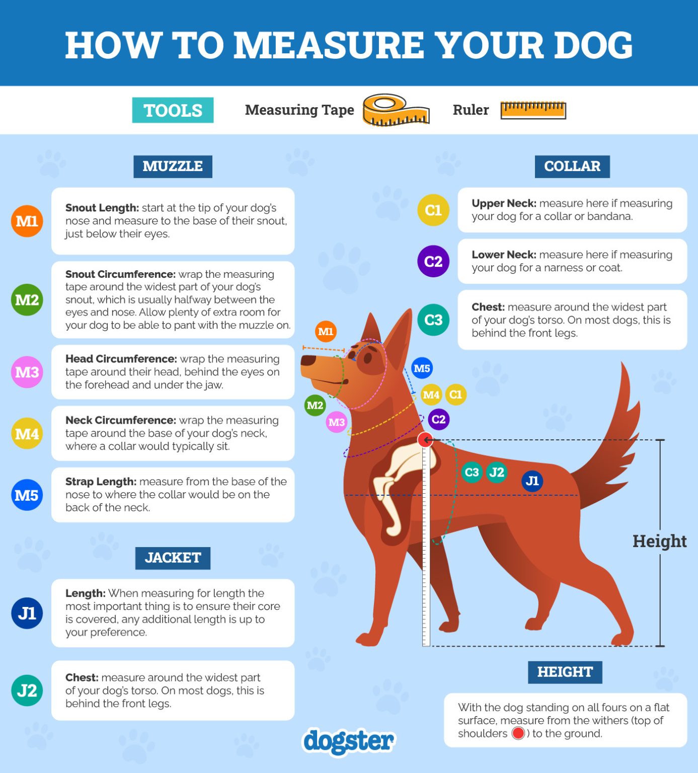 How Big Do Boston Terriers Get? (Size & Growth Chart) – Dogster