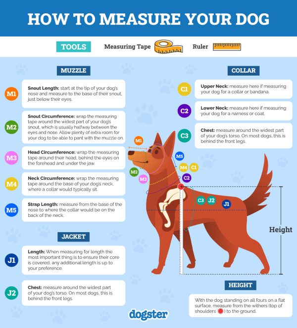 How Big Are Cane Corsos? (With Size & Growth Chart) – Dogster