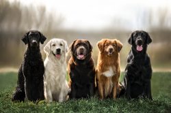 Are Dogs Pack Animals? Our Vet Explains the Social Structure of Dogs ...