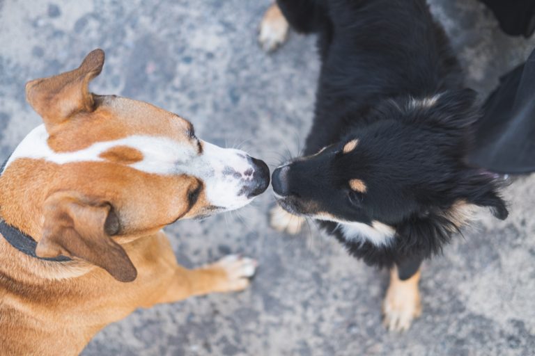 Are Dogs Pack Animals? Our Vet Explains the Social Structure of Dogs ...