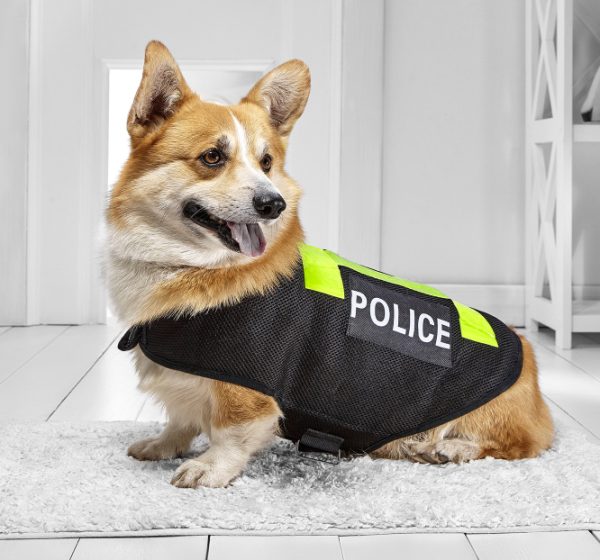 China's Cutest (Corgi) Police Officer: Back in Hot Water! – Dogster