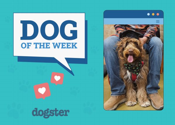 Dogster Photo Contest: Dogs of the Week Winners (June 5, 2025) – Dogster