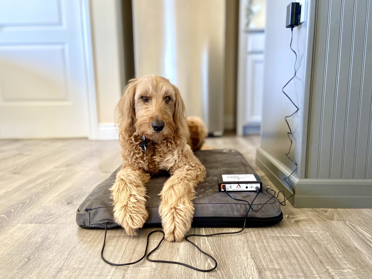 Assisi LOOP Lounge Review 2026: A Natural Way to Heal Your Pet – Dogster