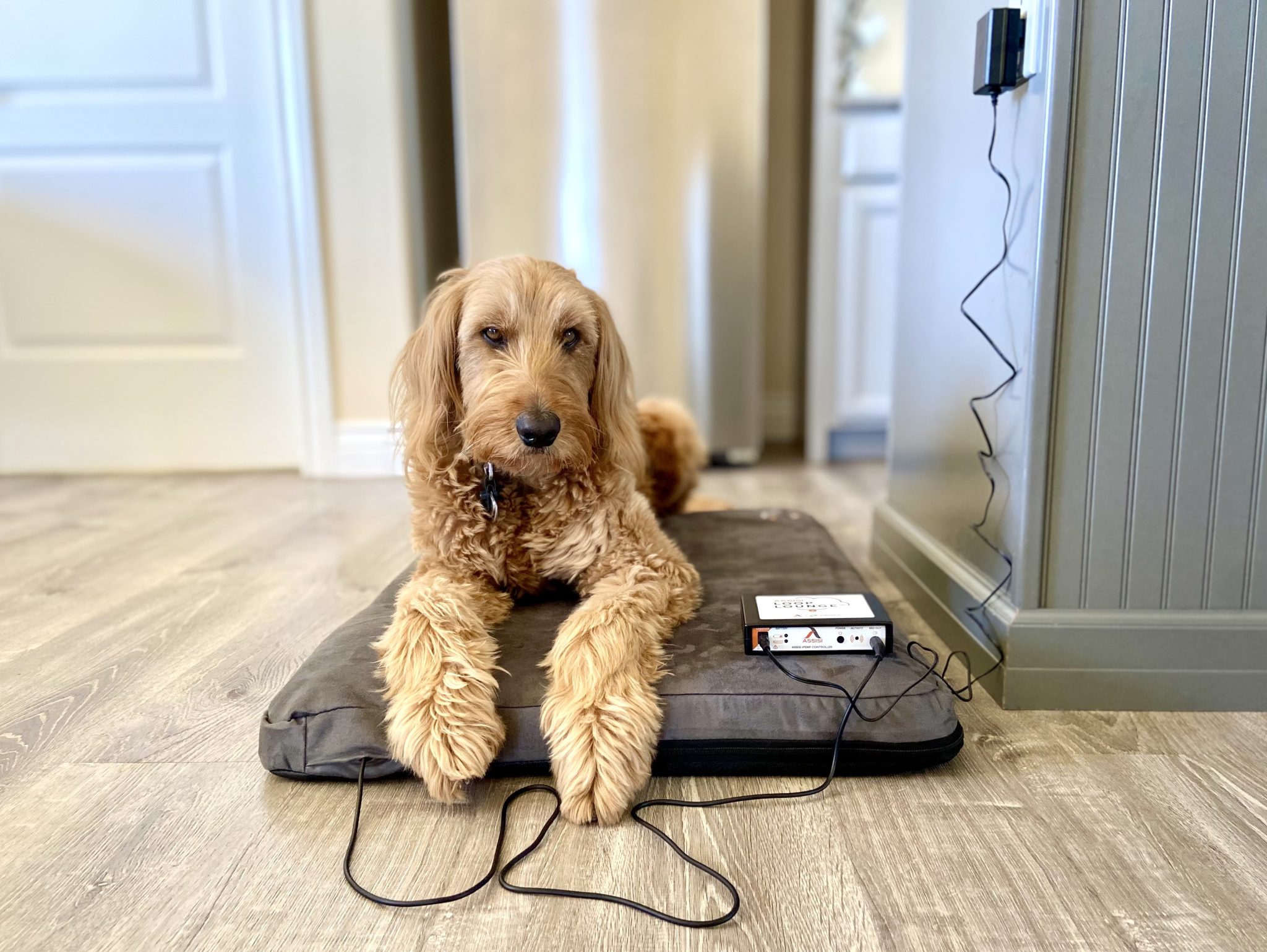 Assisi LOOP Lounge Review 2026: A Natural Way to Heal Your Pet – Dogster