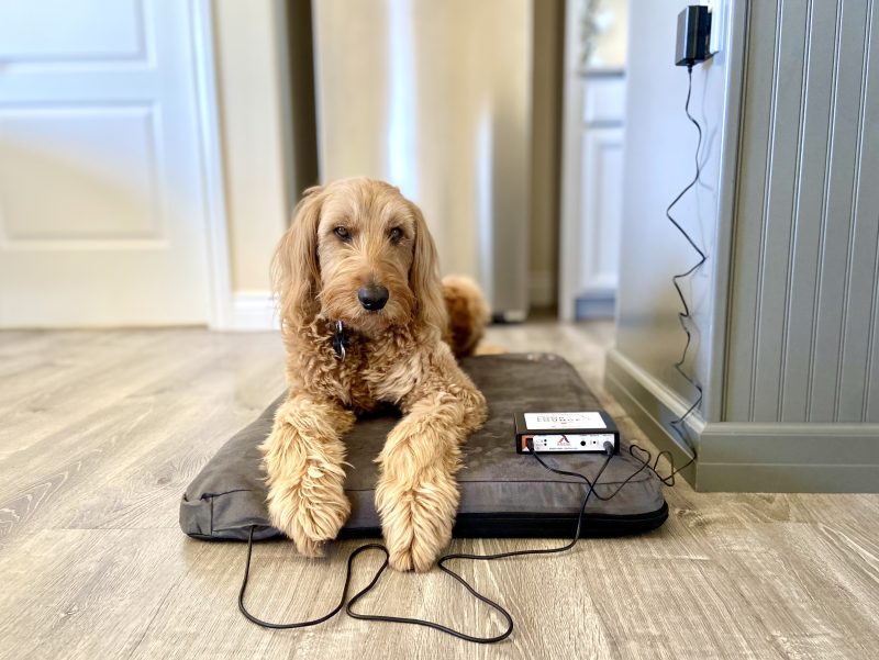 Assisi LOOP Lounge Review 2026: A Natural Way to Heal Your Pet – Dogster