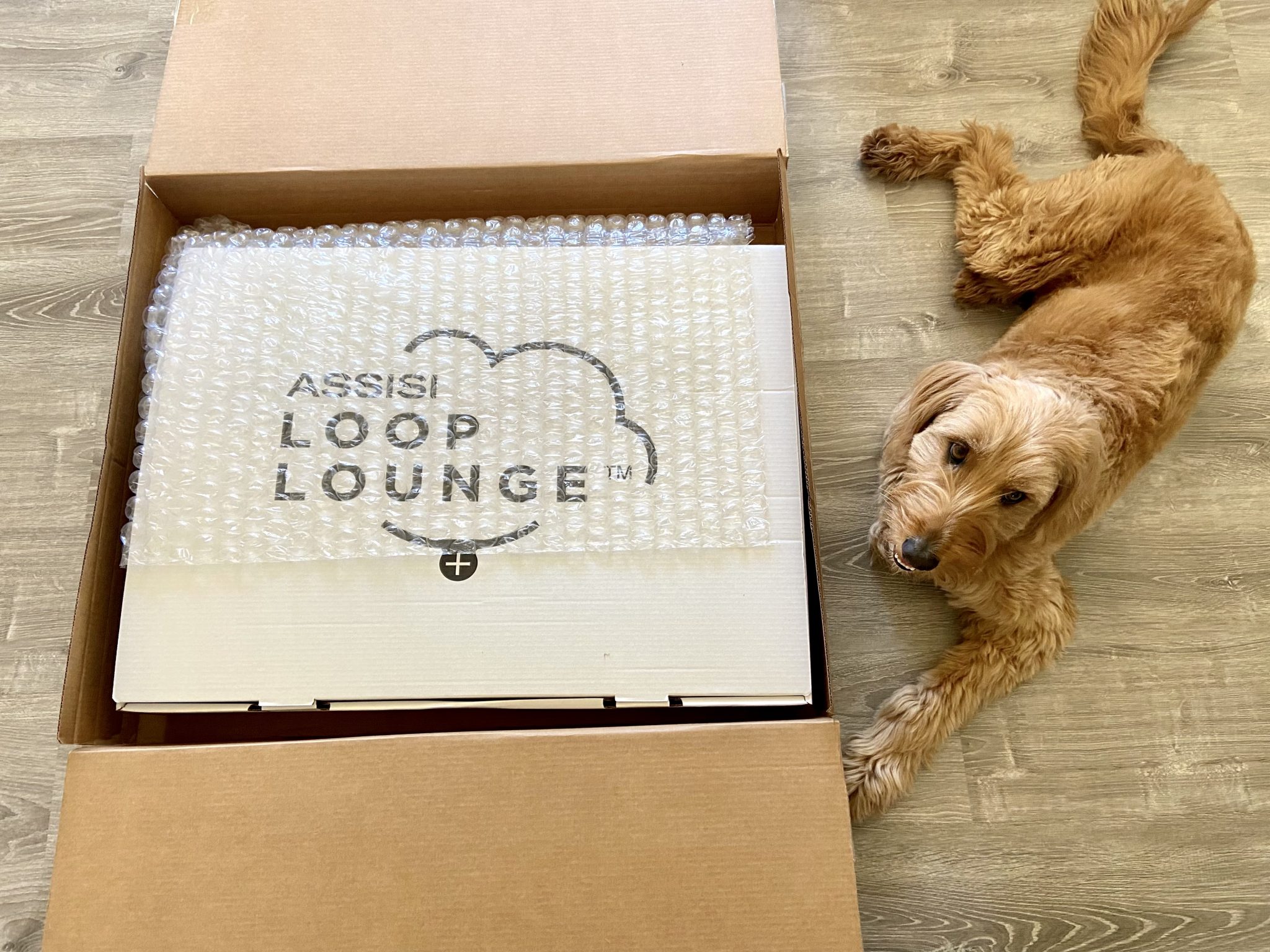 Assisi LOOP Lounge Review 2026: A Natural Way to Heal Your Pet – Dogster