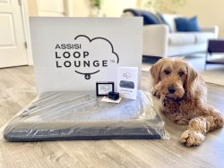 Assisi LOOP Lounge Review 2026: A Natural Way to Heal Your Pet – Dogster