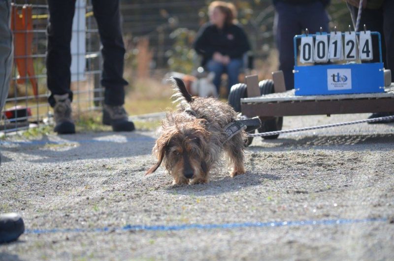 Dog Weight-Pulling – Enrichment or Exploitation – Dogster