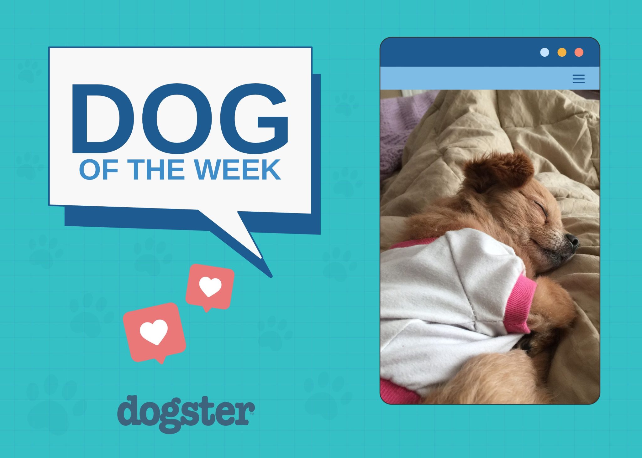 Dogster Photo Contest: Dogs of the Week Winners (October 30, 2025 ...