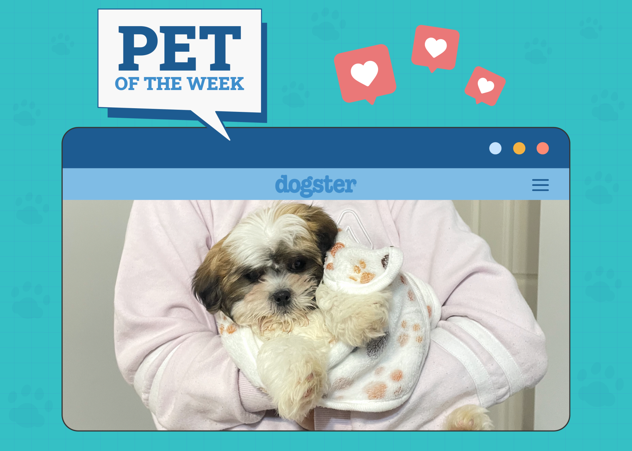 Can Dogs Get High? Vet-Approved Marijuana Toxicity Facts & FAQ – Dogster