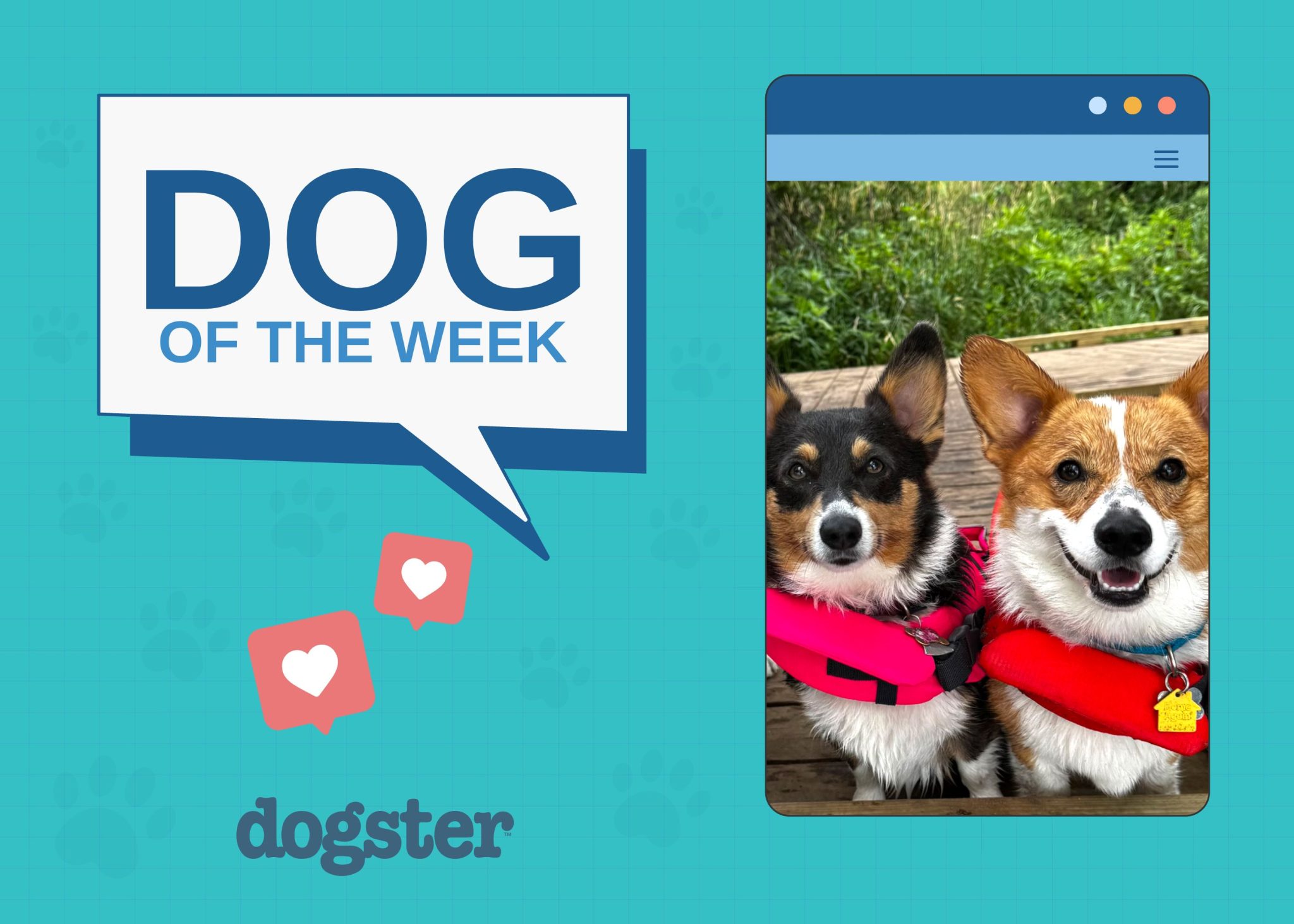 Dogster Photo Contest: Dogs of the Week Winners (November 20, 2025 ...